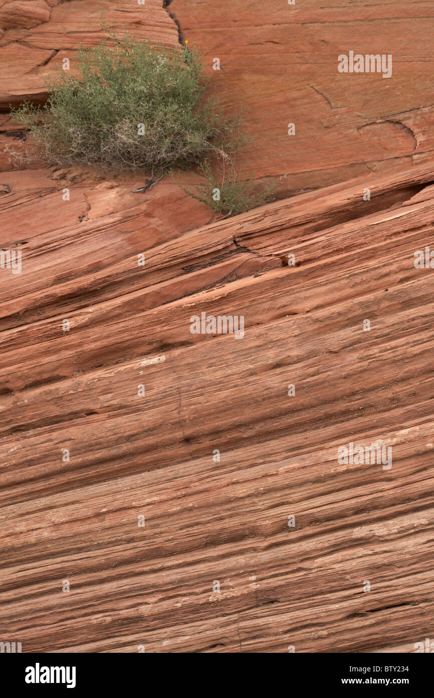 Zion National Park - Utah - USA - Showing cross-bedded layers in ...