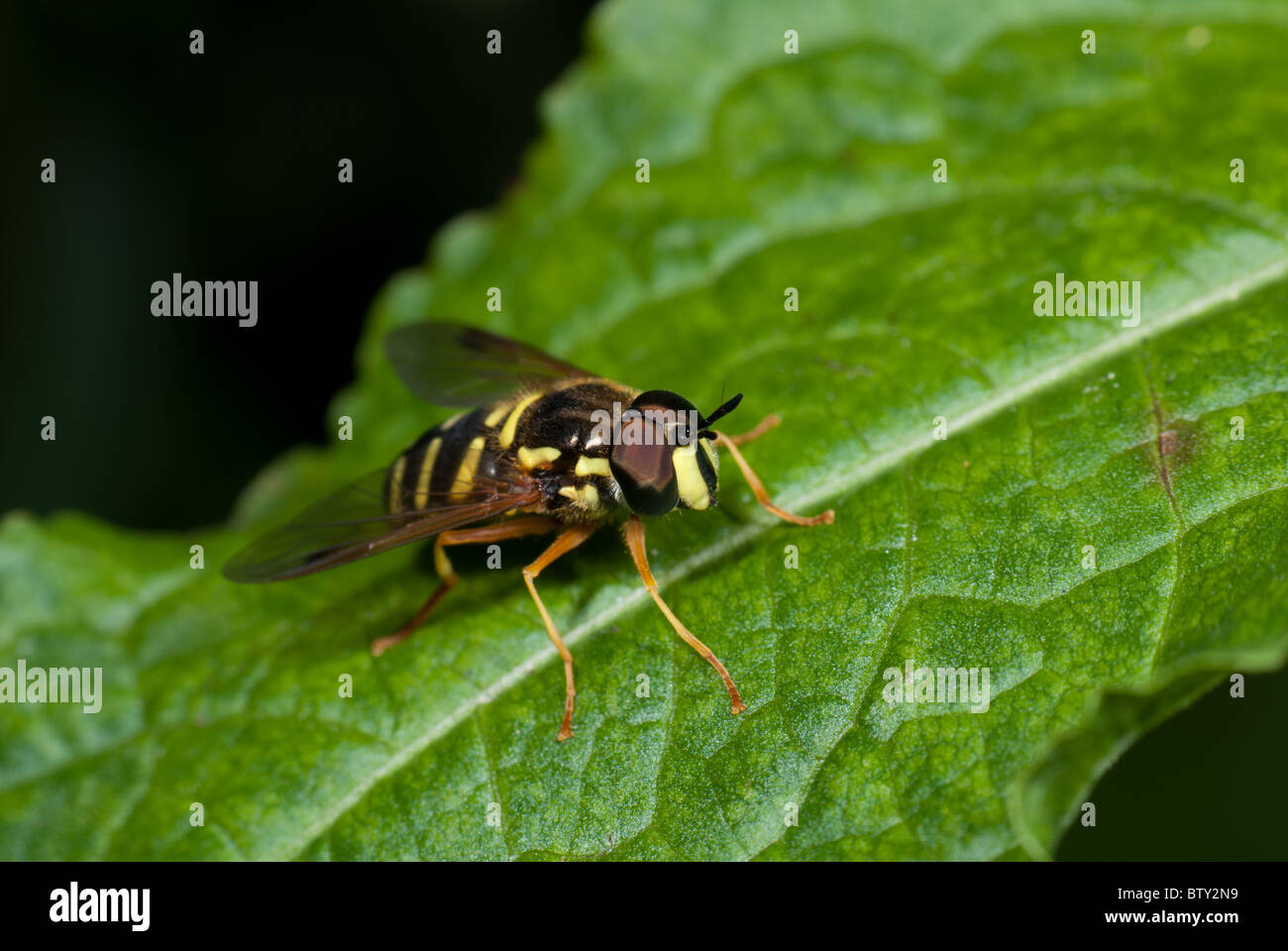 Bee mimic hoverfly hi-res stock photography and images - Alamy