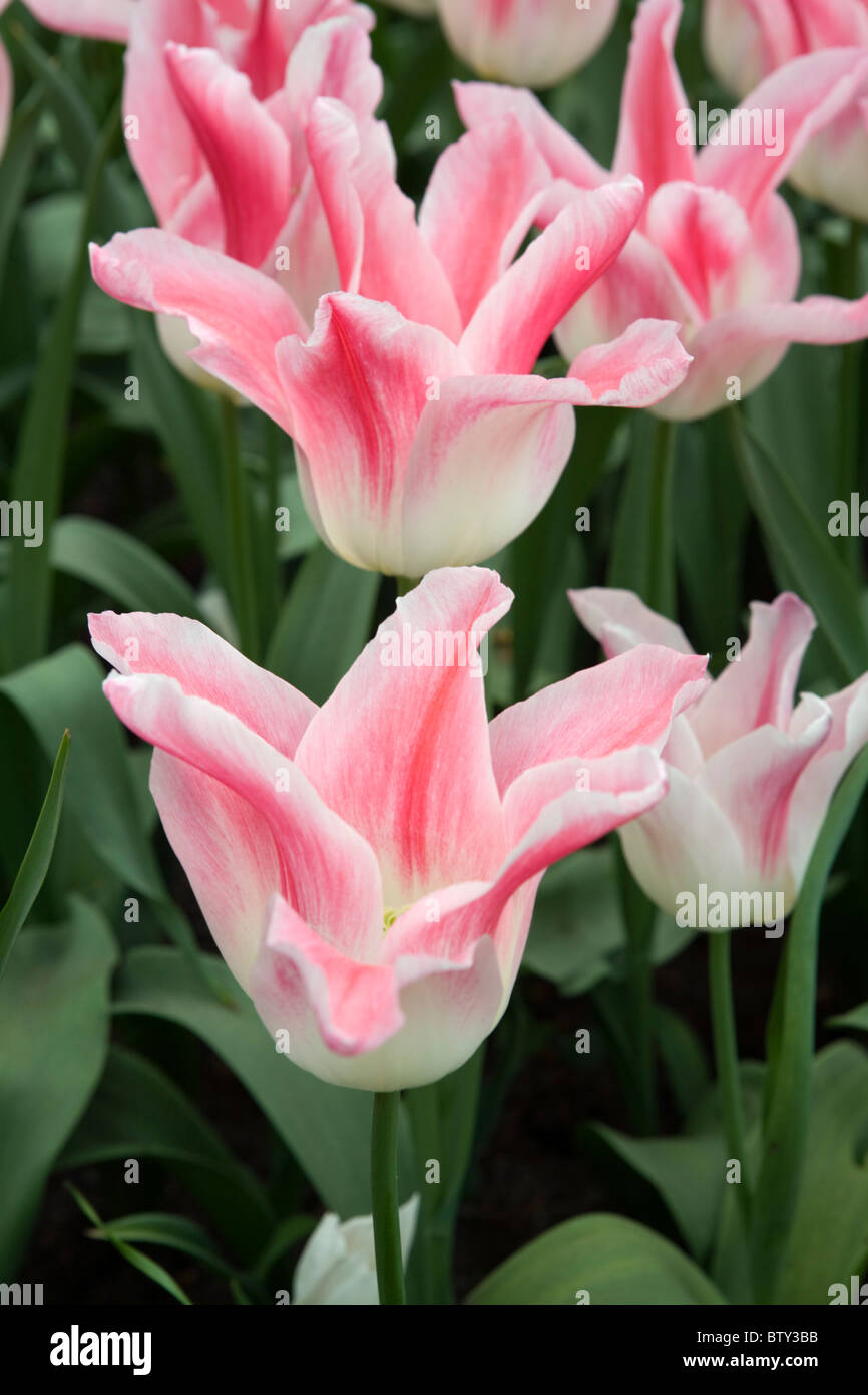 Holland Chic tulips in the Keukenhof at Lisse the Netherland. Type of ...