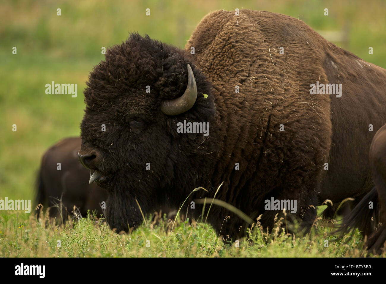 American Bison (Bison bison) Wyoming - Male in rut - Commonly called ...
