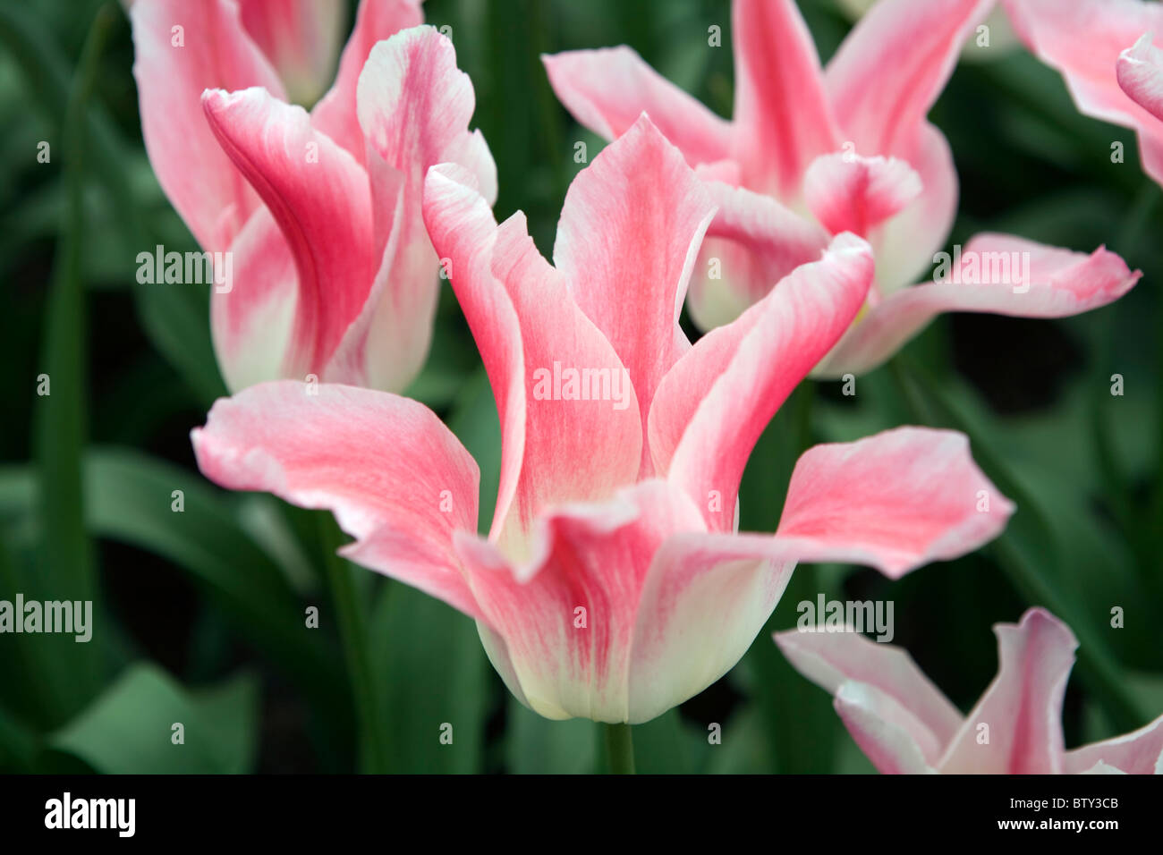 Holland Chic tulips in the Keukenhof at Lisse the Netherland. Type of ...