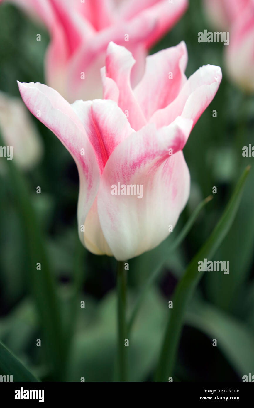 Holland Chic tulips in the Keukenhof at Lisse the Netherland. Type of ...