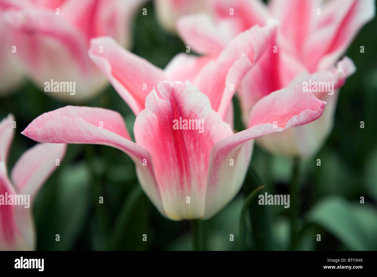 Holland chic tulips in keukenhof hi-res stock photography and images ...
