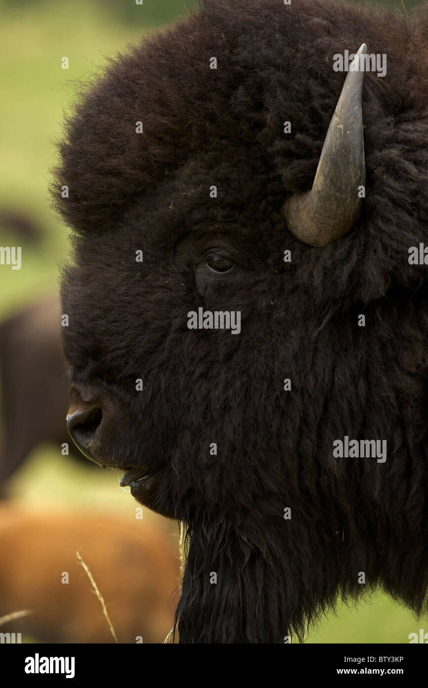 American Bison (Bison bison) Wyoming - Male in rut - Commonly called ...