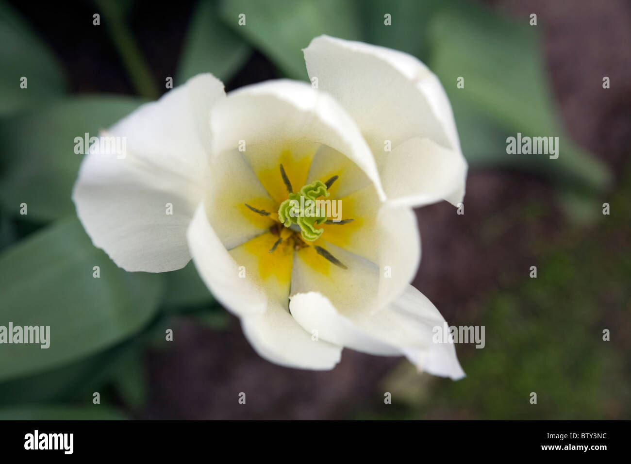 Purissima tulips in the Keukenhof at Lisse the Netherland. Type of ...