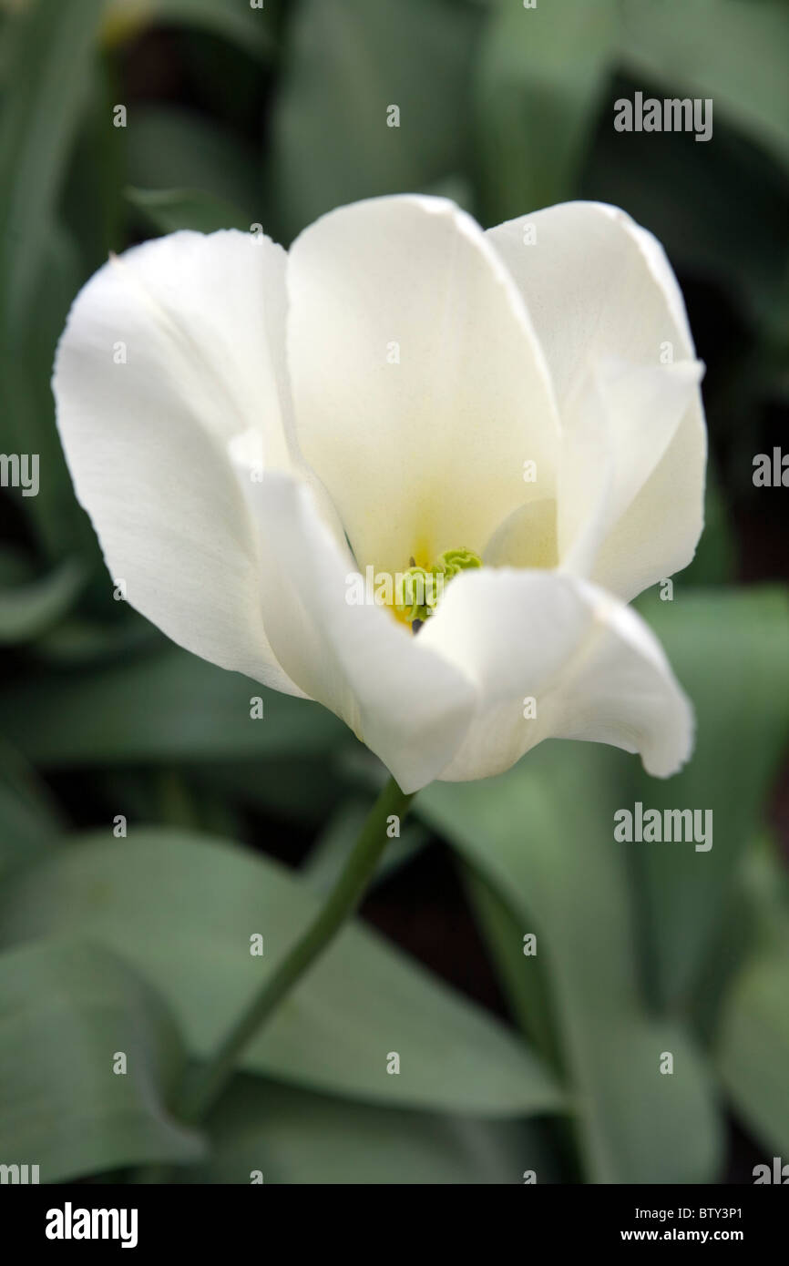 Purissima tulips in the Keukenhof at Lisse the Netherland. Type of ...