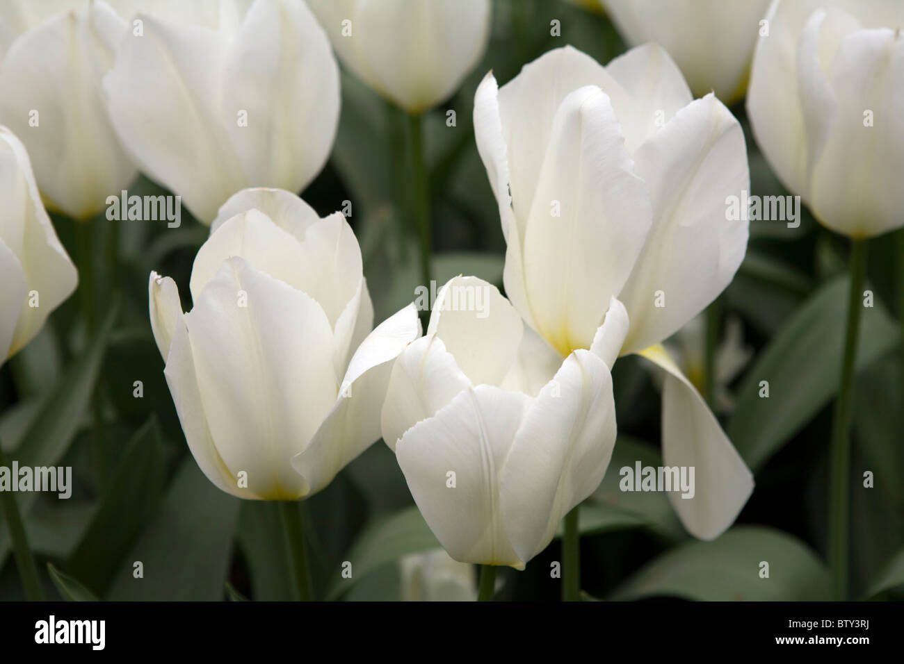 Purissima tulips in the Keukenhof at Lisse the Netherland. Type of ...