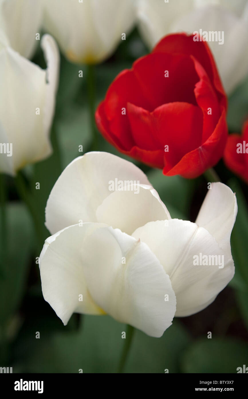 Purissima tulips in the Keukenhof at Lisse the Netherland. Type of ...