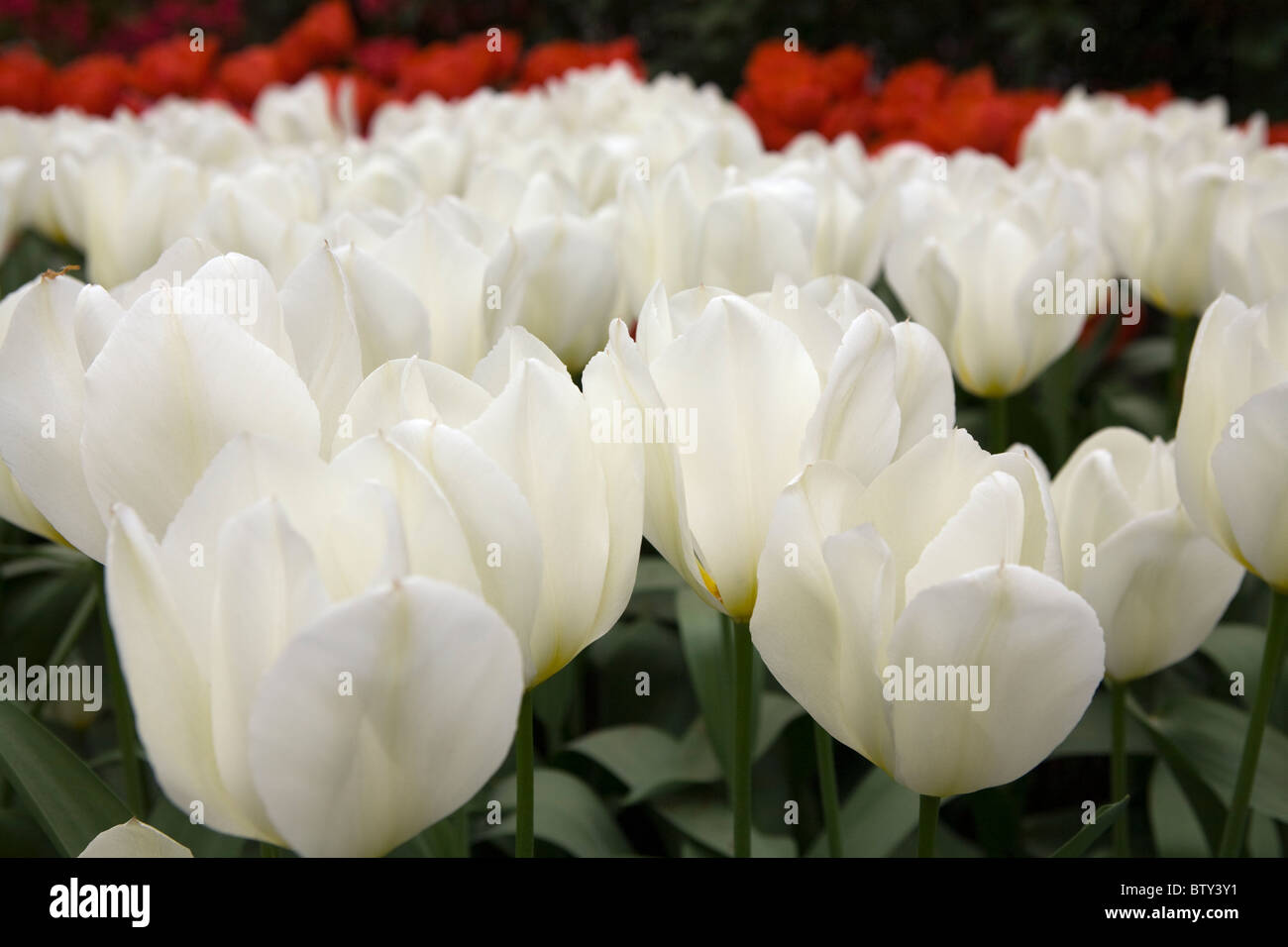 Purissima tulips in the Keukenhof at Lisse the Netherland. Type of ...