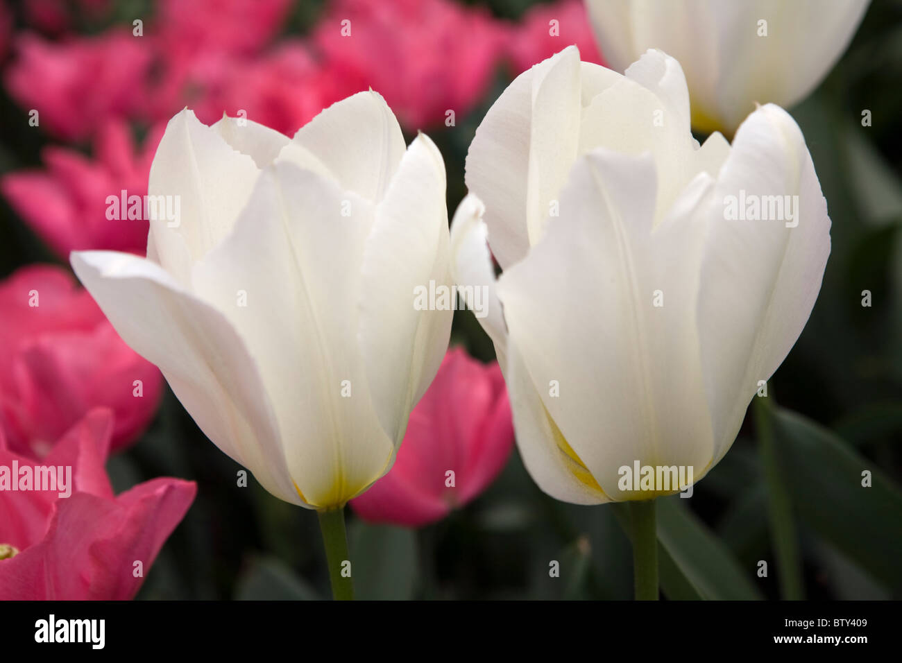 Purissima tulips in the Keukenhof at Lisse the Netherland. Type of ...