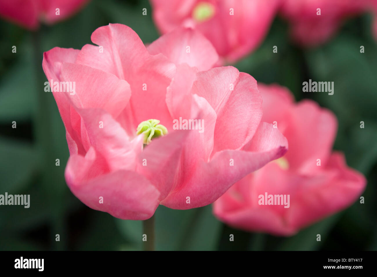 Lydia tulips in the Keukenhof at Lisse the Netherland. Type of flower ...