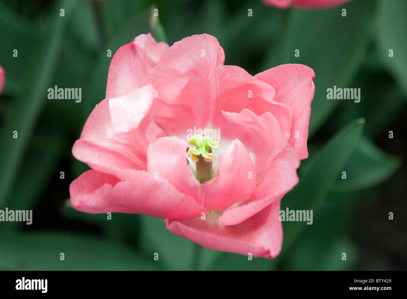Lydia tulips in the Keukenhof at Lisse the Netherland. Type of flower ...