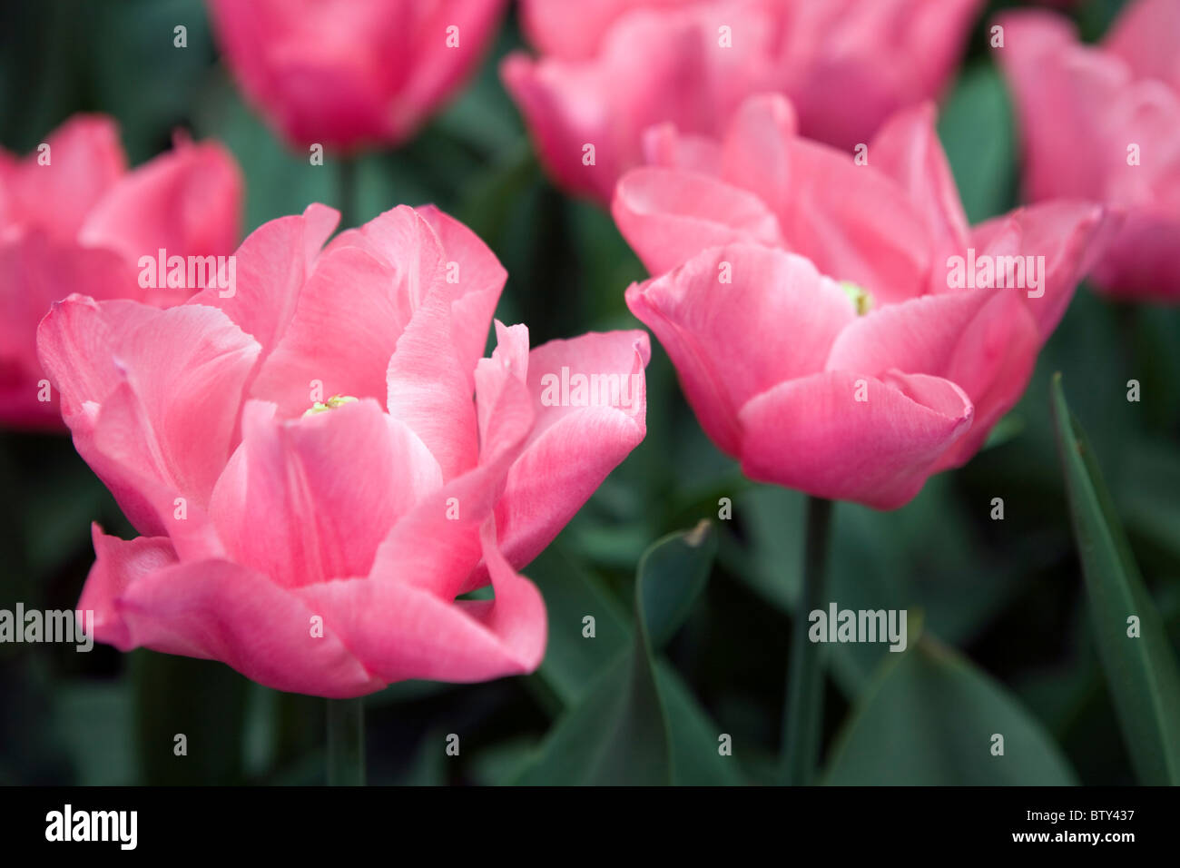 Lydia tulips in the Keukenhof at Lisse the Netherlands. Type of flower ...