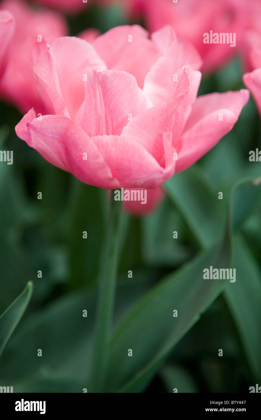 Lydia tulips in the Keukenhof at Lisse the Netherlands. Type of flower ...
