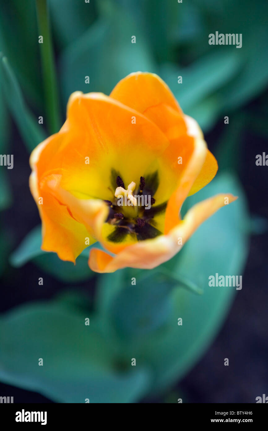 Day Dream tulips in the Keukenhof at Lisse the Netherland. Type of ...