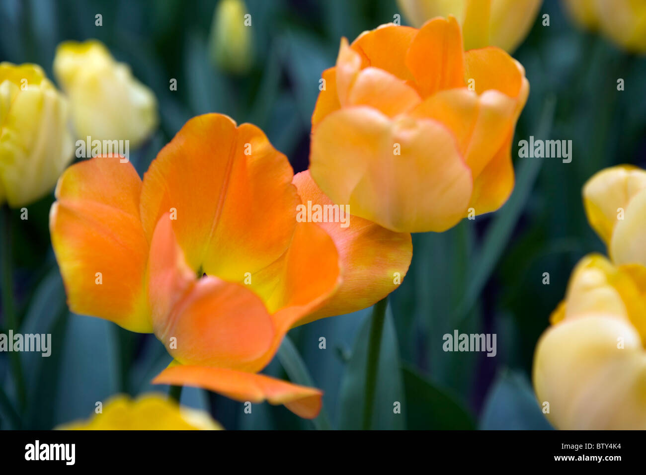 Day Dream tulips in the Keukenhof at Lisse the Netherland. Type of ...