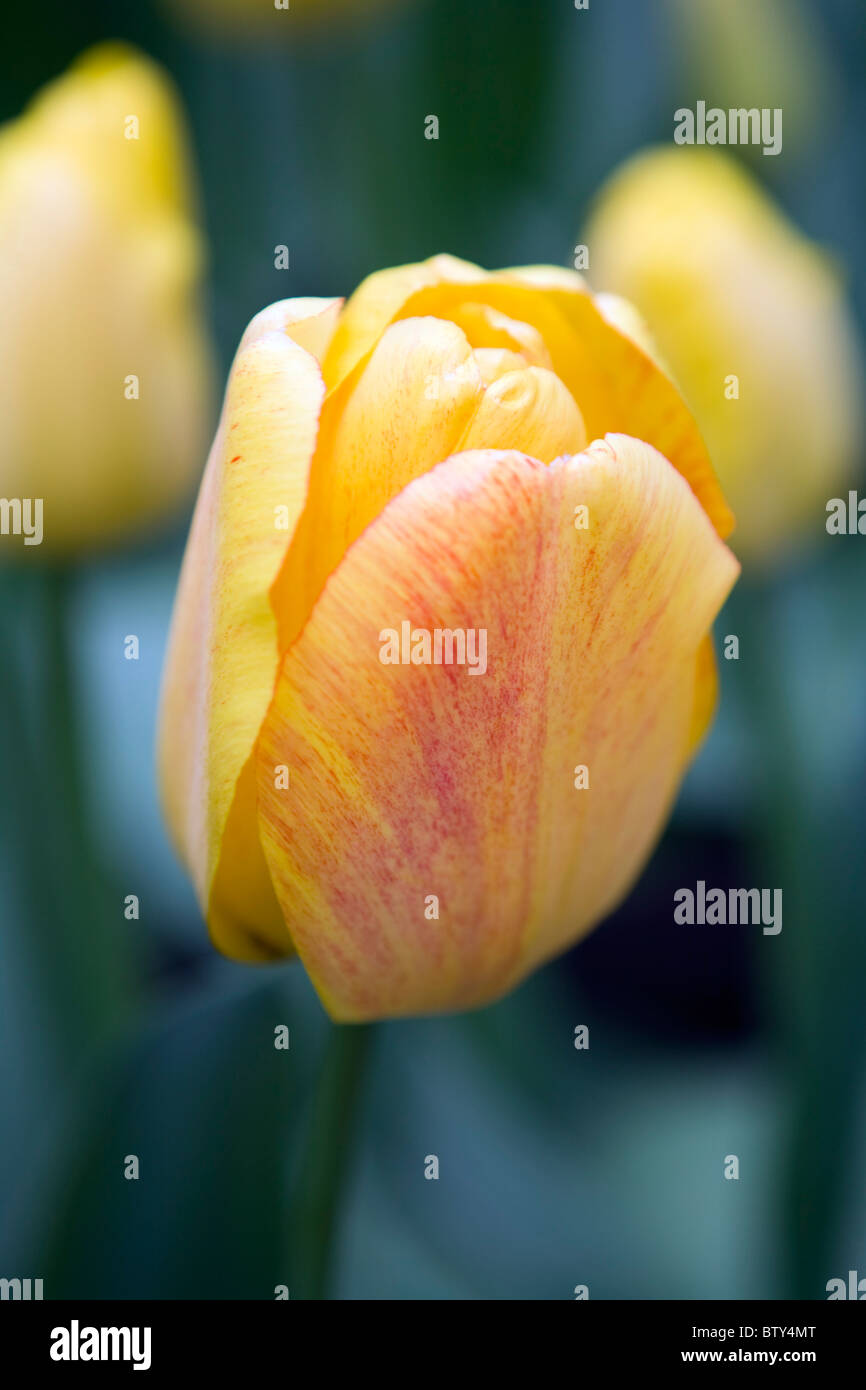 Golden Parade tulips in the Keukenhof at Lisse the Netherland. Type of ...