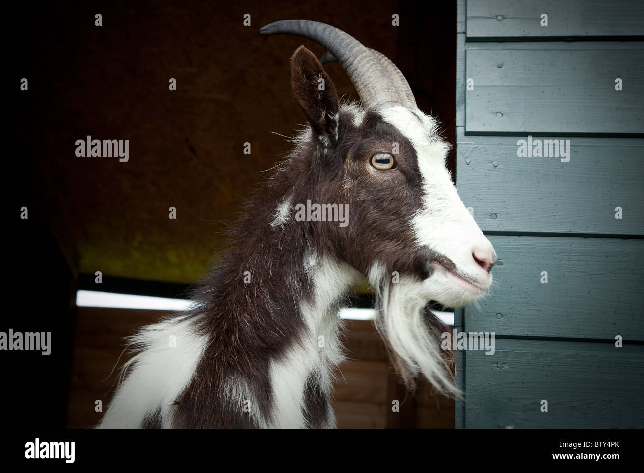 Rare breed goat hi-res stock photography and images - Alamy