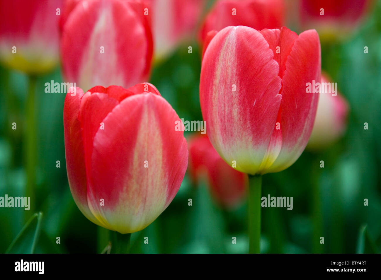 Judith Leyster tulips in the Keukenhof at Lisse the Netherlands. Type ...