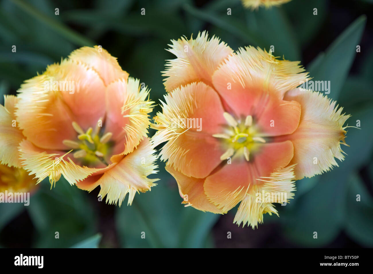 Lambada tulips in the tulip garden the Keukenhof at Lisse the ...