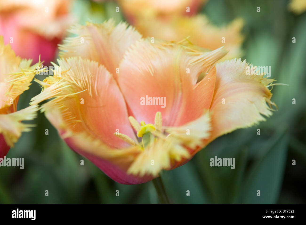 Lambada tulips in the tulip garden the Keukenhof at Lisse the ...