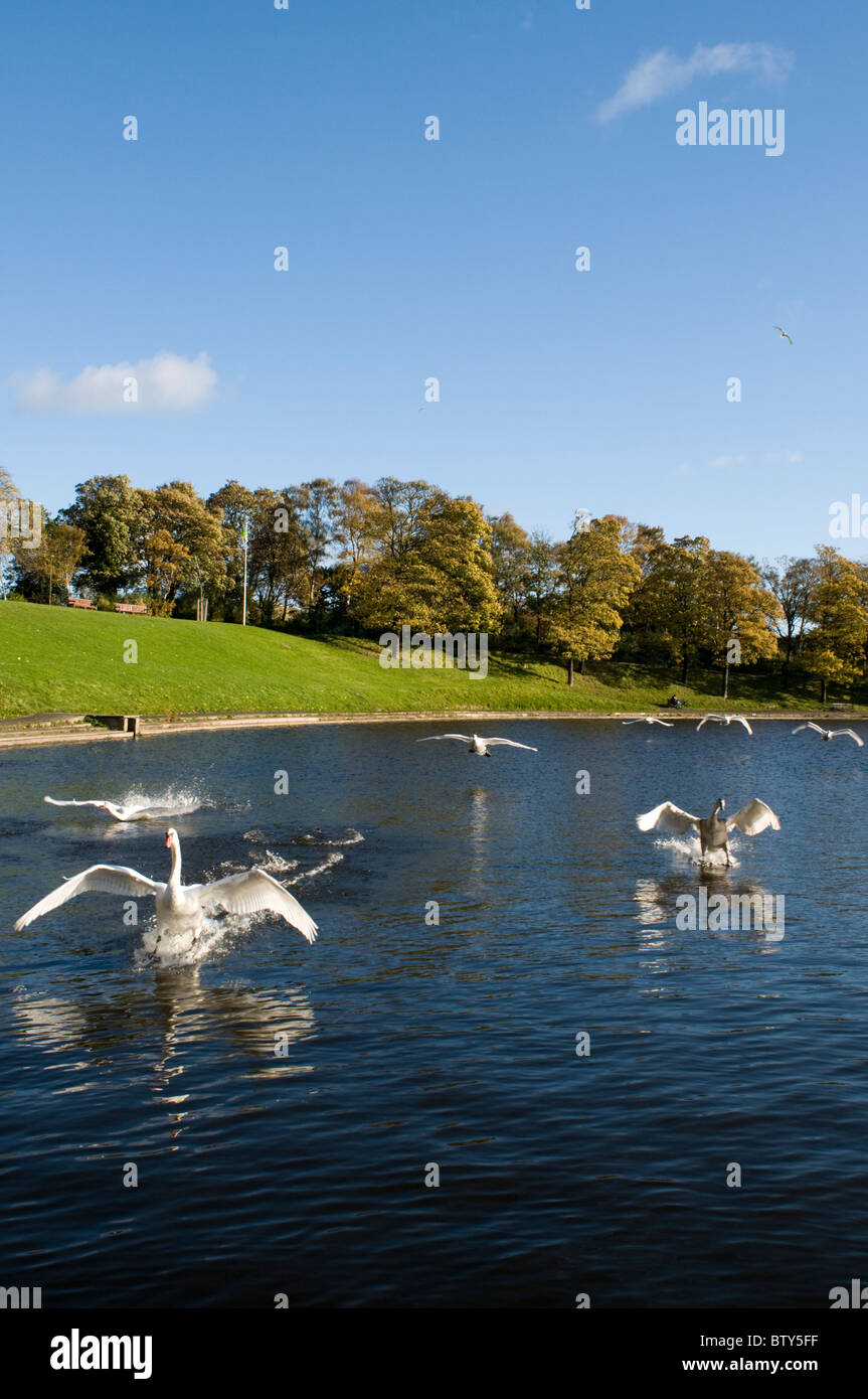 Inverleith pond park edinburgh hi-res stock photography and images - Alamy