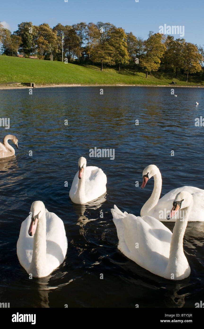 Inverleith pond park edinburgh hi-res stock photography and images - Alamy
