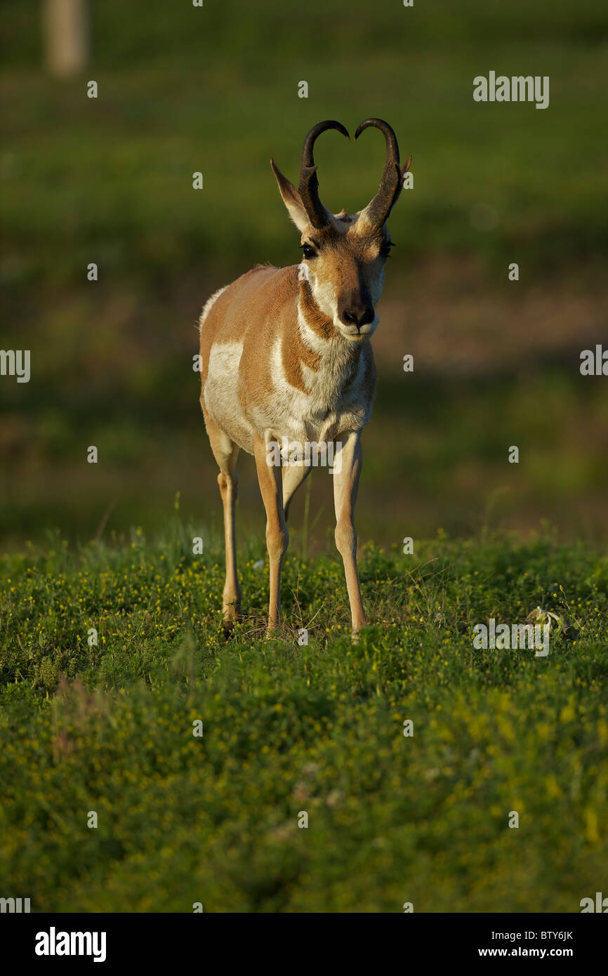 Pronghorn (Antelope) (Antilocapra americana) South Dakota - USA Stock ...