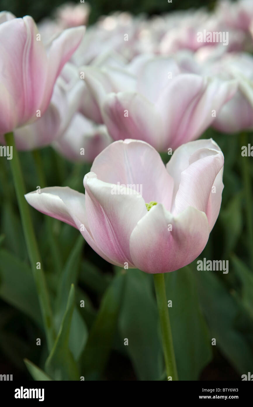 Gabriella tulips in the tulip garden the Keukenhof at Lisse the ...