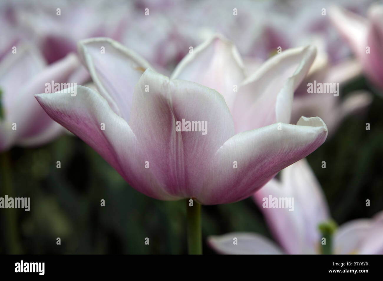 Gabriella tulips in the tulip garden the Keukenhof at Lisse the ...