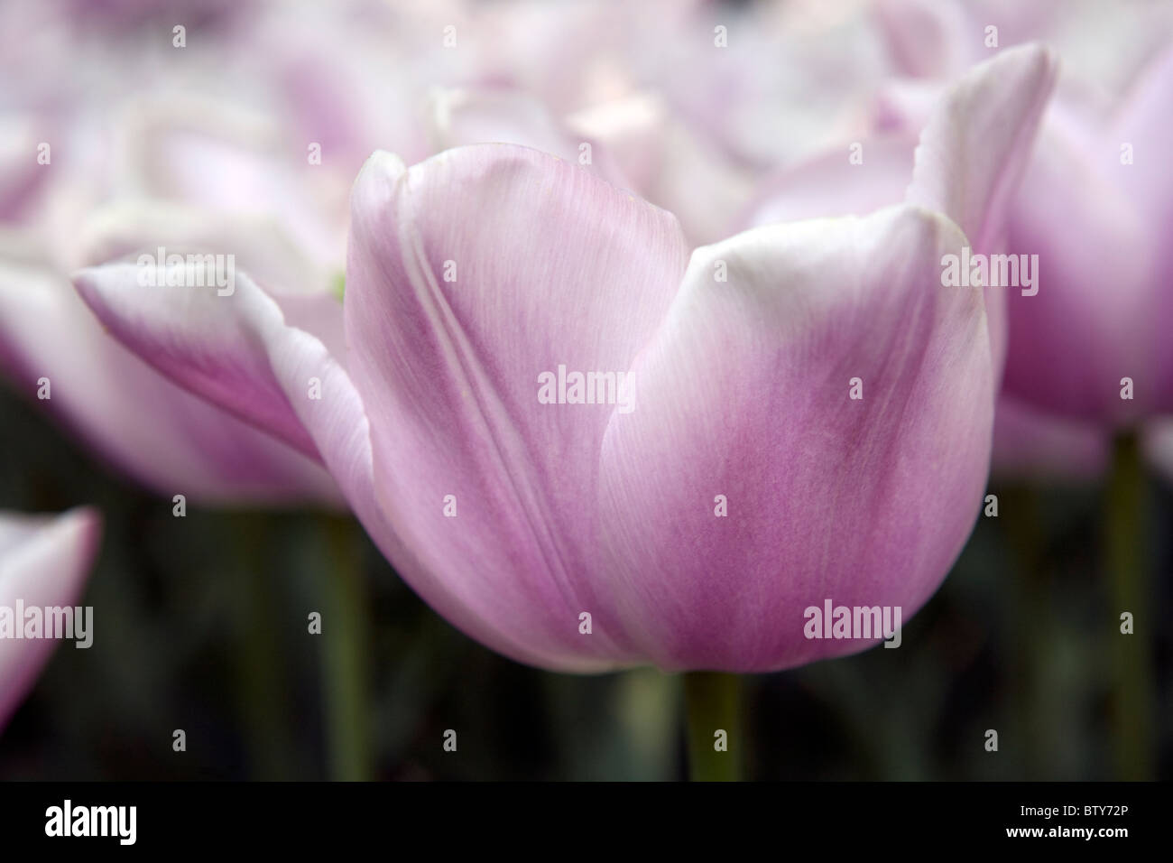 Gabriella tulips in the tulip garden the Keukenhof at Lisse the ...