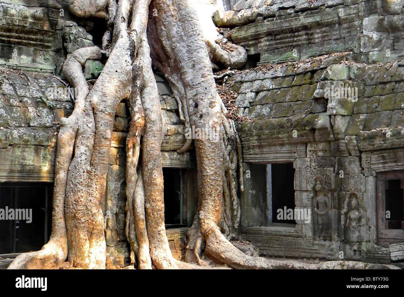 Monument in the jungle, Ta Prom, Angkor Vat, Cambodia Stock Photo - Alamy