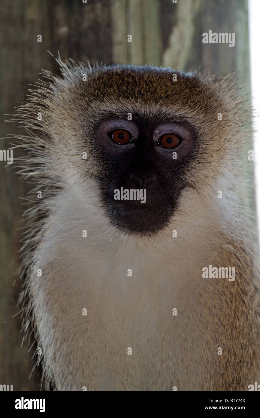 Cheeky monkey hi-res stock photography and images - Alamy