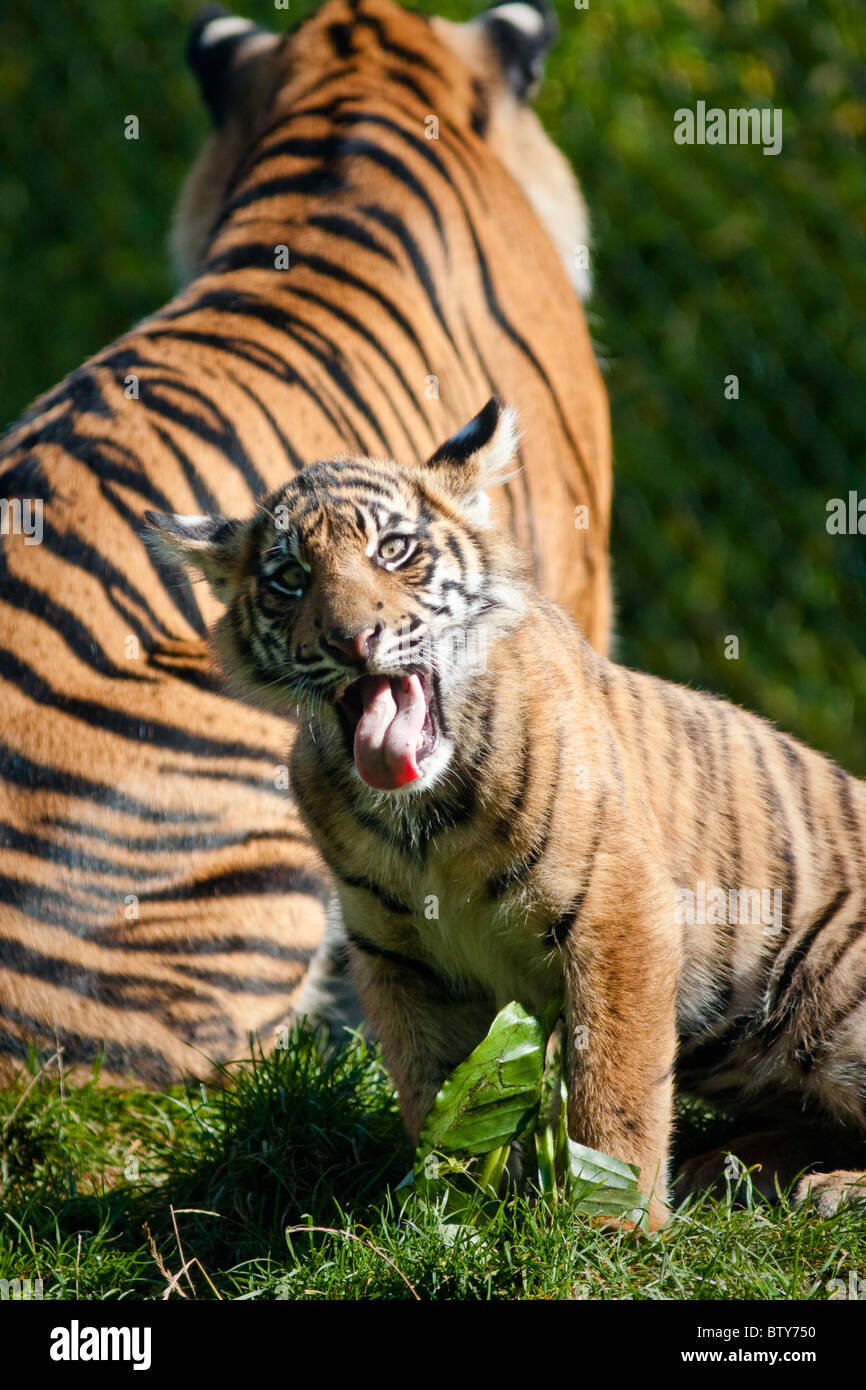 Sumatran tiger with cubs hi-res stock photography and images - Alamy