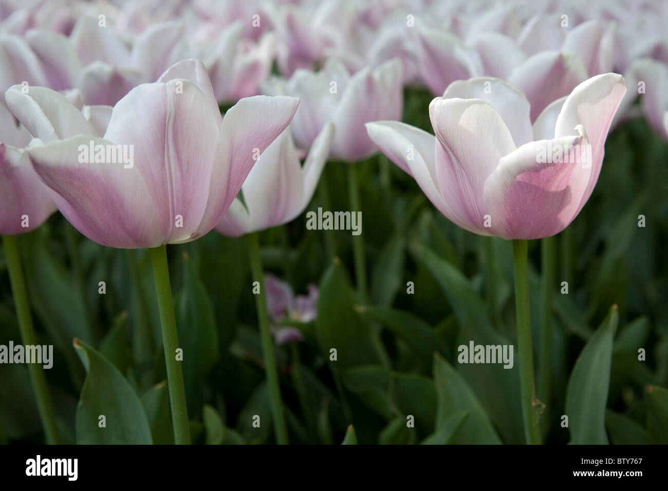 Gabriella tulips in the tulip garden the Keukenhof at Lisse the ...