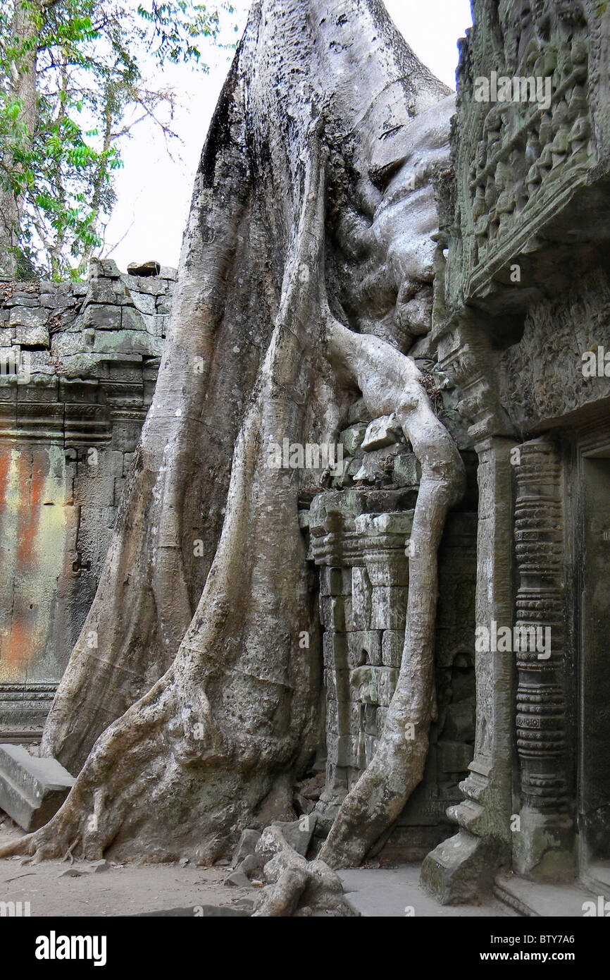 Monument in the jungle, Ta Prom, Angkor Vat, Cambodia Stock Photo - Alamy