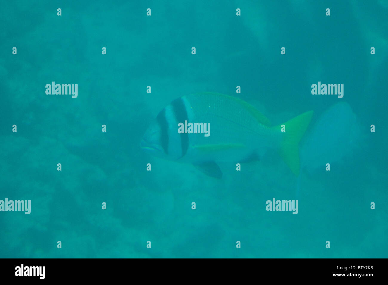 Underwater Swim Sink Fish Hurghada Egypt Africa Coral Reef "Coral Reef ...