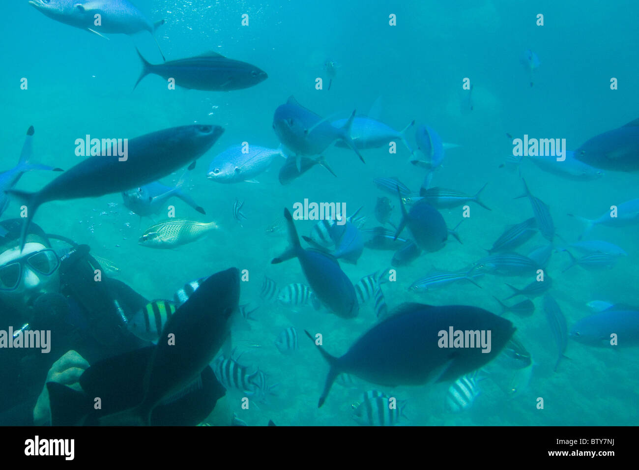 Underwater Swim Sink Fish Hurghada Egypt Africa Coral Reef "Coral Reef ...