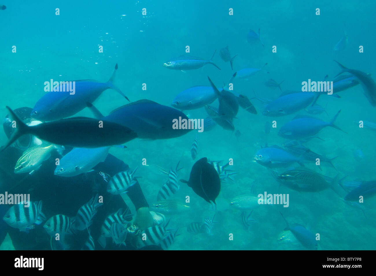 Underwater Swim Sink Fish Hurghada Egypt Africa Coral Reef "Coral Reef ...
