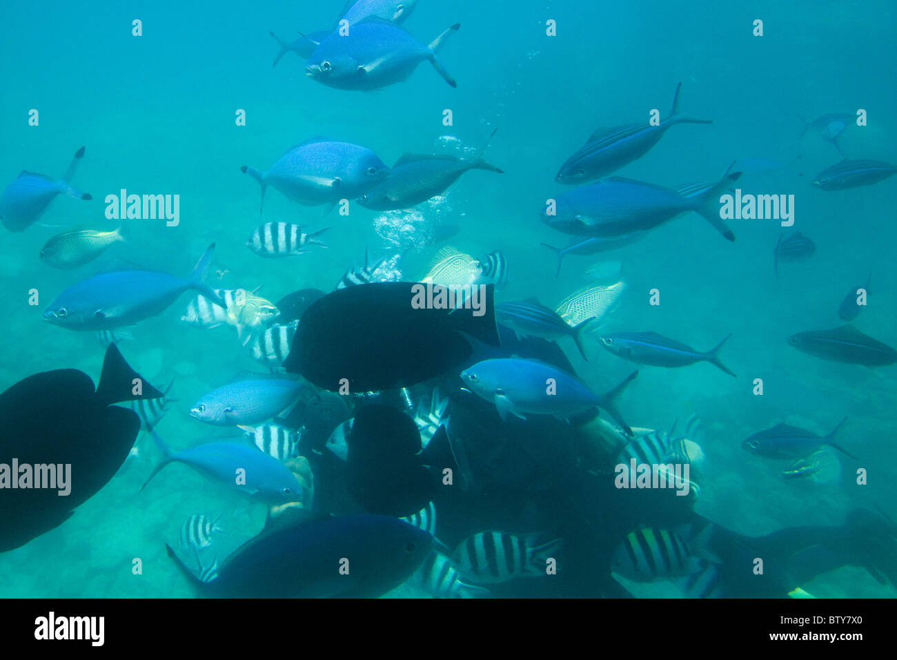 Underwater Swim Sink Fish Hurghada Egypt Africa Coral Reef "Coral Reef ...