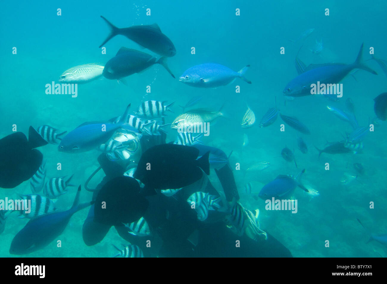 Underwater Swim Sink Fish Hurghada Egypt Africa Coral Reef "Coral Reef ...