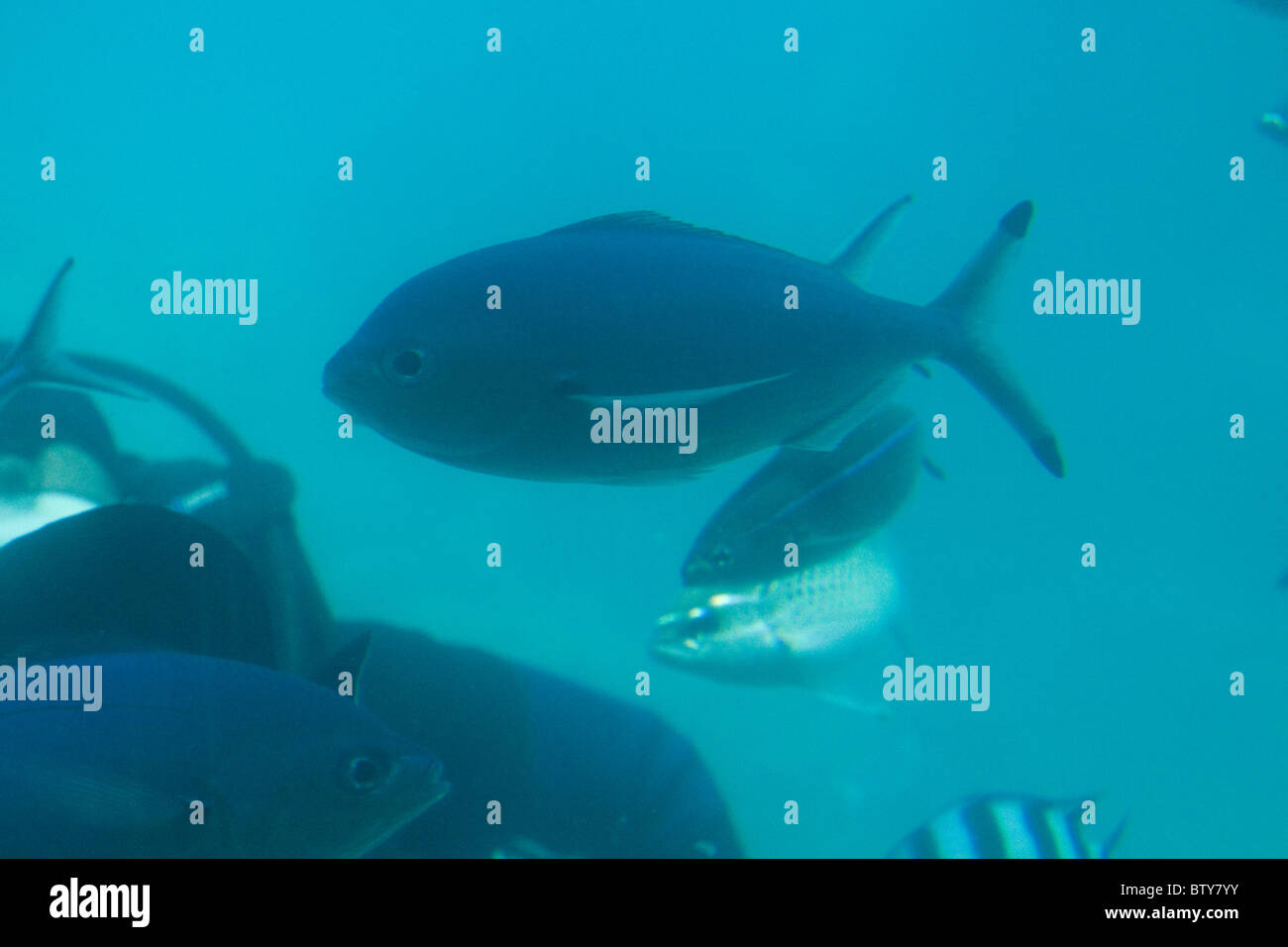 Underwater Swim Sink Fish Hurghada Egypt Africa Coral Reef "Coral Reef ...