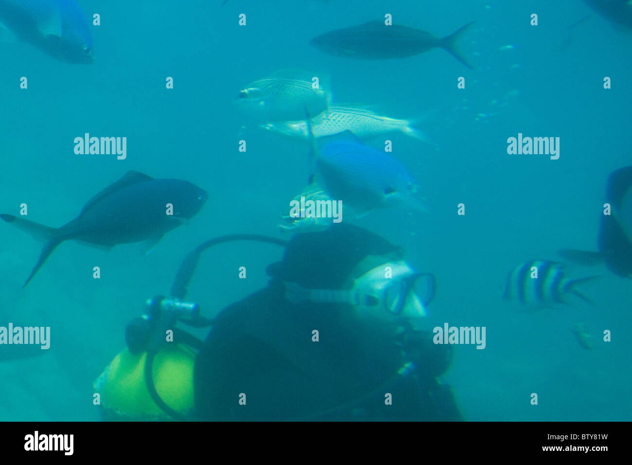 Underwater Swim Sink Fish Hurghada Egypt Africa Coral Reef "Coral Reef ...