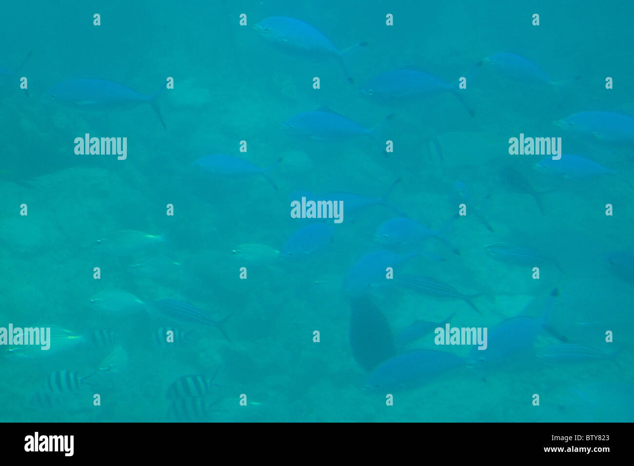 Underwater Swim Sink Fish Hurghada Egypt Africa Coral Reef "Coral Reef ...