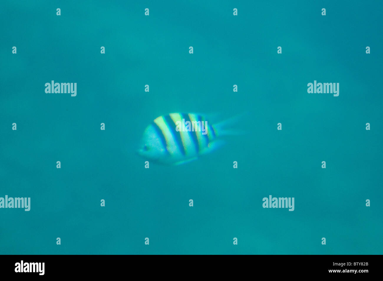 Underwater Swim Sink Fish Hurghada Egypt Africa Coral Reef "Coral Reef ...