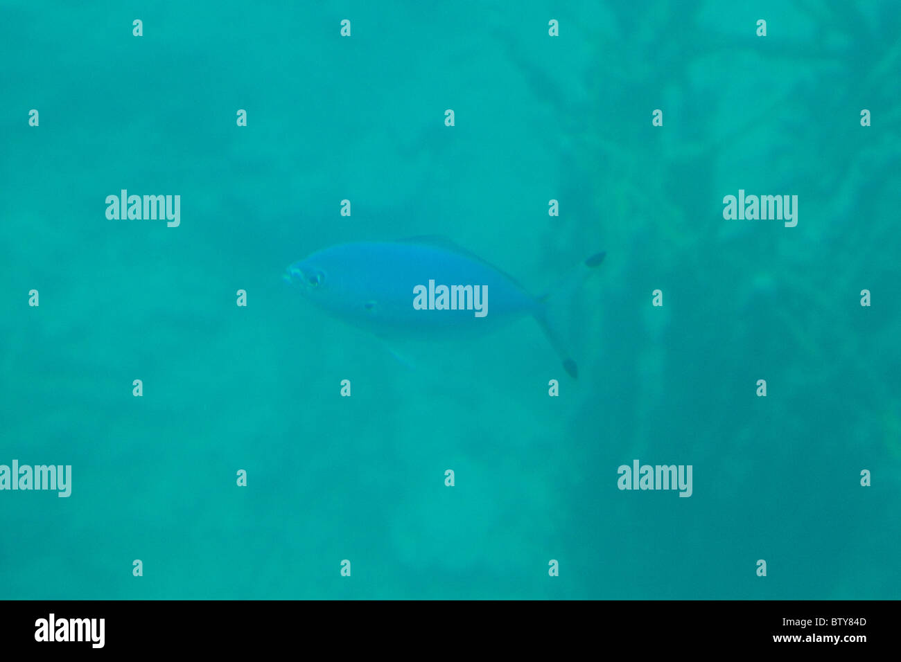 Underwater Swim Sink Fish Hurghada Egypt Africa Coral Reef "Coral Reef ...