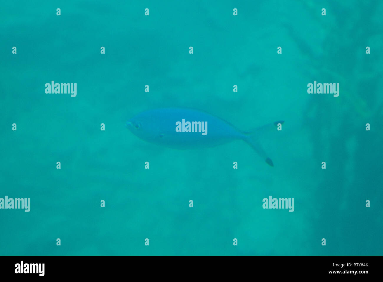 Underwater Swim Sink Fish Hurghada Egypt Africa Coral Reef "Coral Reef ...