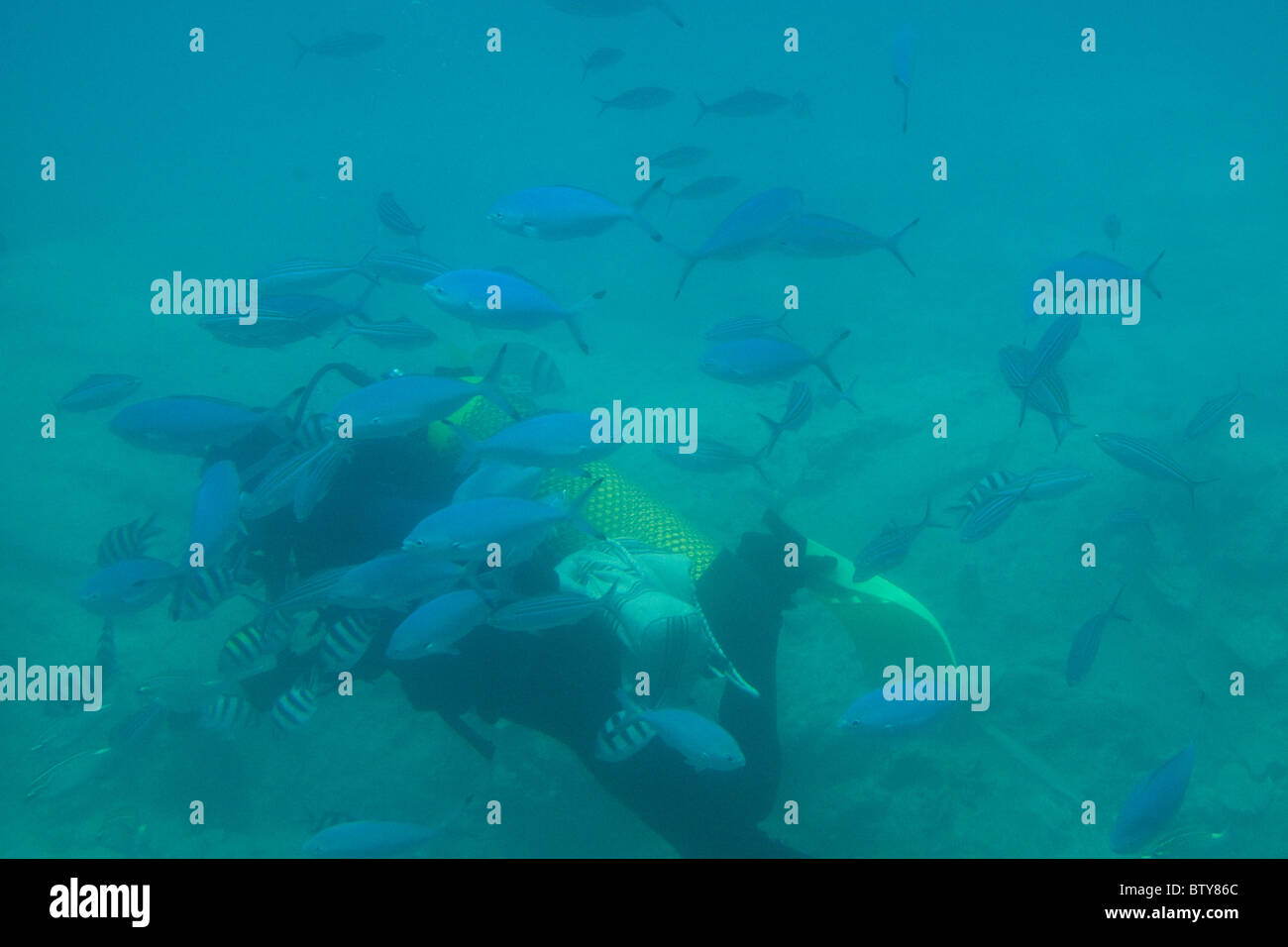 Underwater Swim Sink Fish Hurghada Egypt Africa Coral Reef "Coral Reef ...