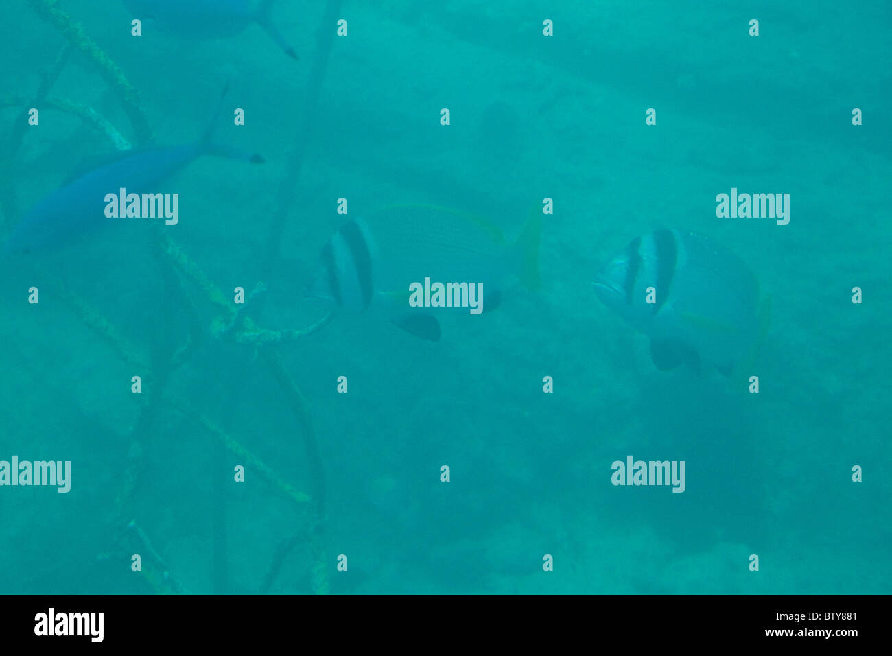 Underwater Swim Sink Fish Hurghada Egypt Africa Coral Reef "Coral Reef ...