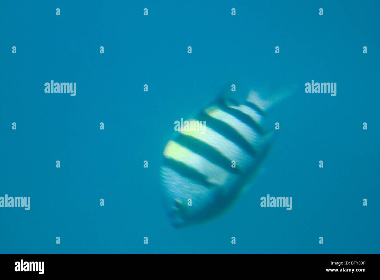 Underwater Swim Sink Fish Hurghada Egypt Africa Coral Reef "Coral Reef ...